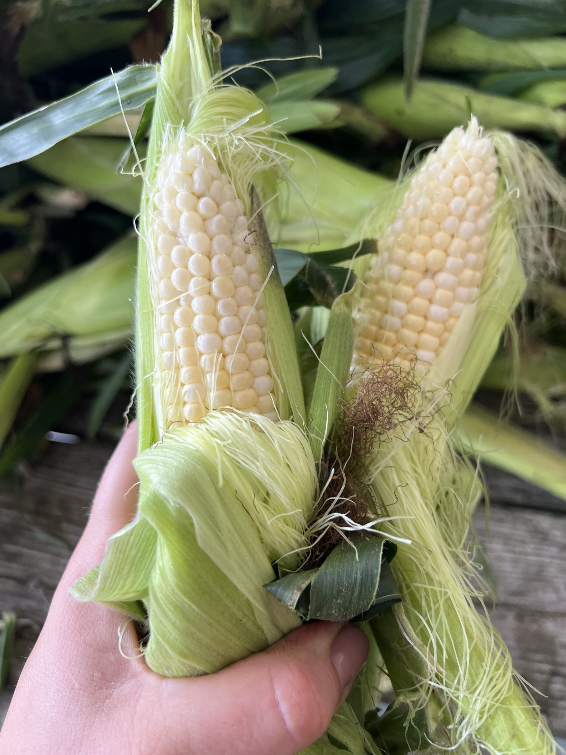 Welcome to Carpenter’s Farm Stand – 5 generations in Matunuck, Rhode Island